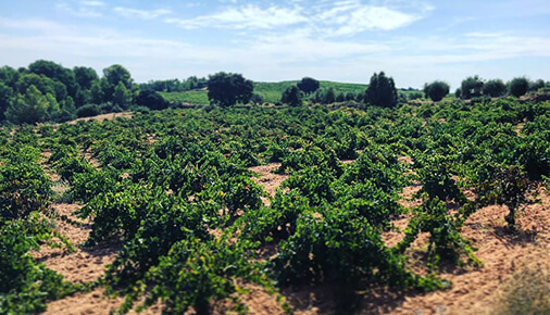 Rodríguez de Vera - Winebuyer.sk